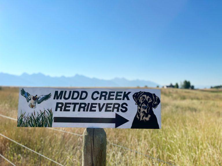 Mudd Creek Retrievers – Labrador Retrievers, Golden Retrievers ...